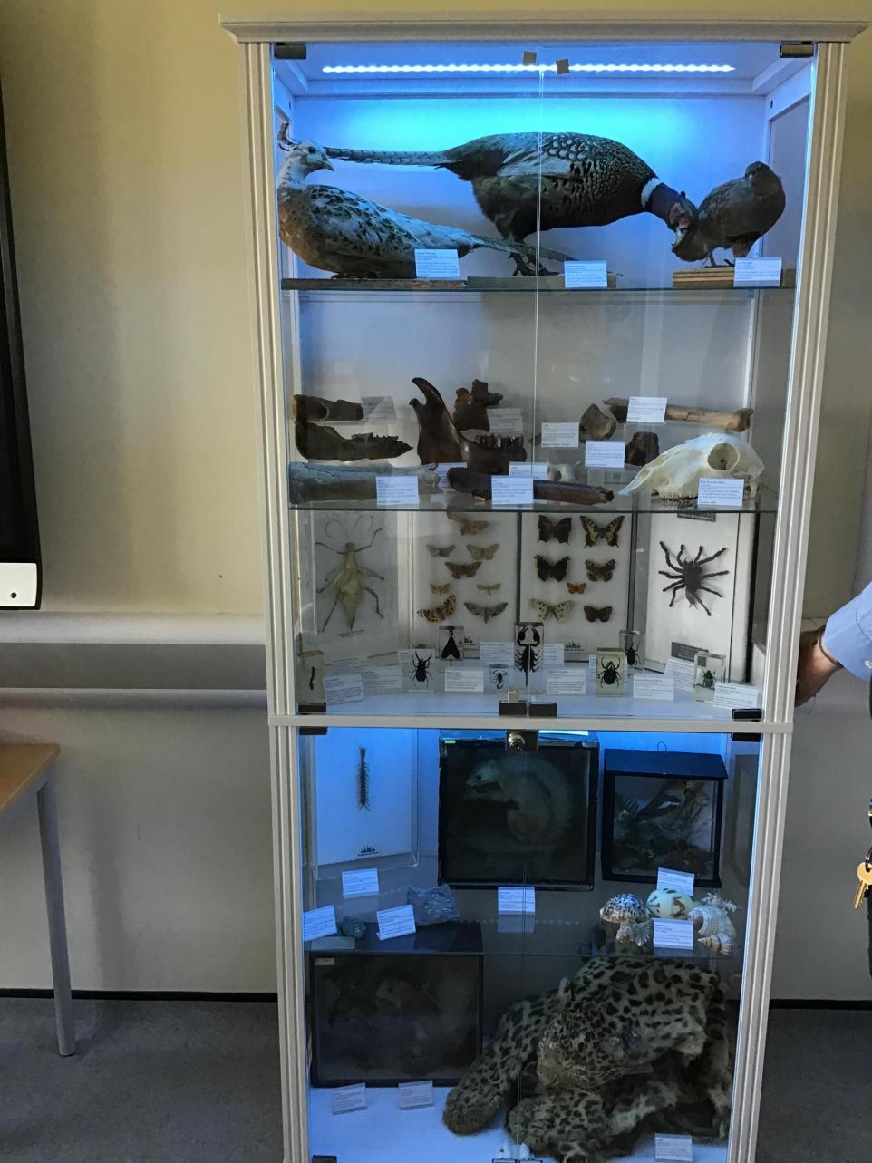 Booth Museum helps Brighton school create mini museum | The Argus